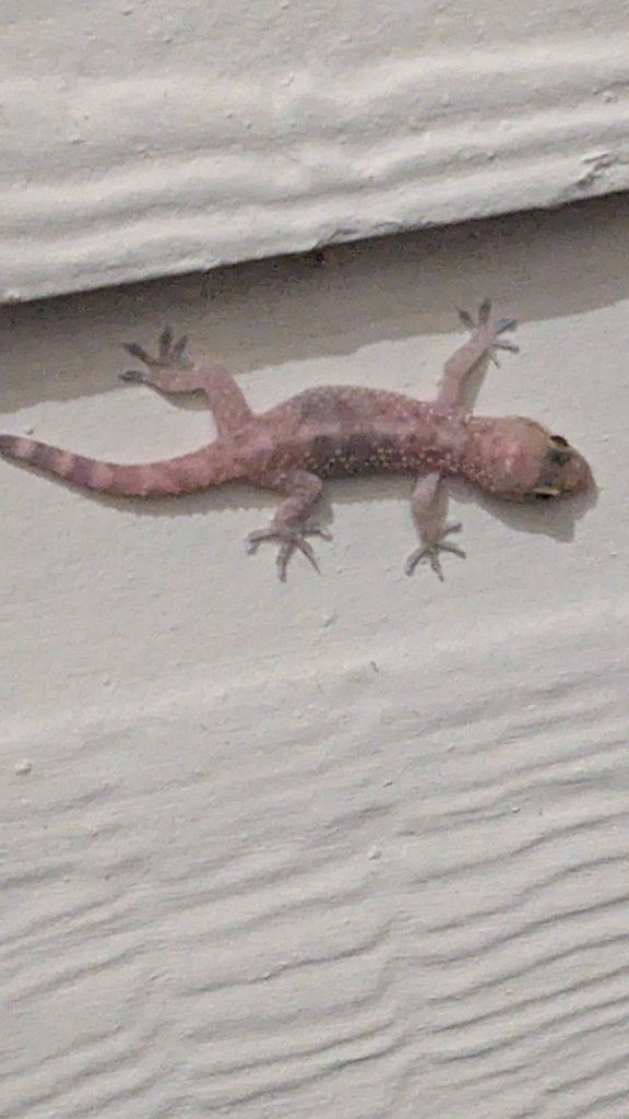 Mediterranean House Gecko from Fort Worth, TX 76133, USA on October 11 ...