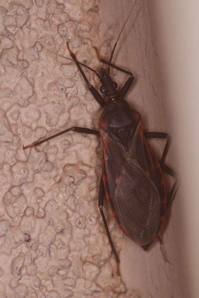 Triatoma rubida from Pima County, AZ, USA on July 31, 2016 at 01:44 AM ...