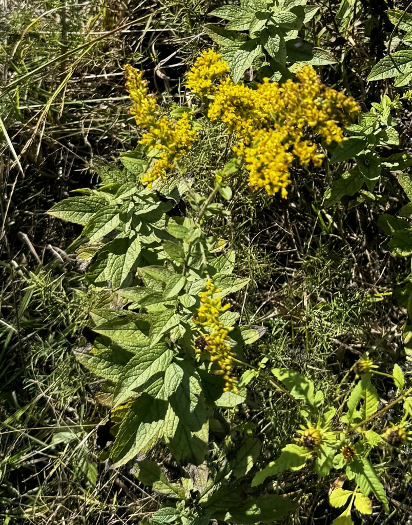 common wrinkle-leaved goldenrod from Hinton Rd., Lauderdale County, AL ...