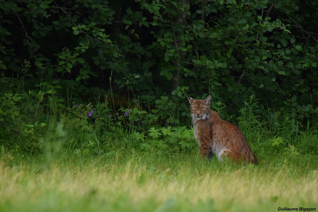 Northeastern European Lynx from 81700 Lieksa, Finlande on July 6, 2018 ...