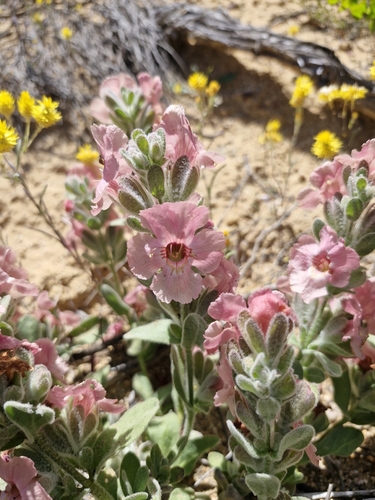 Dasymalla axillaris · iNaturalist