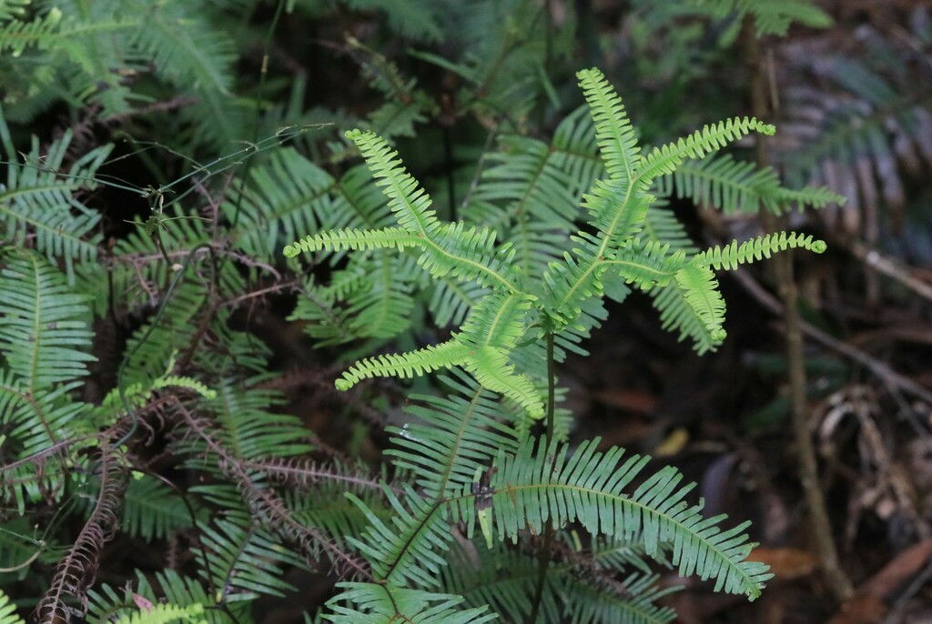umbrella ferns from Ulong NSW 2450, Australia on October 11, 2024 at 12 ...