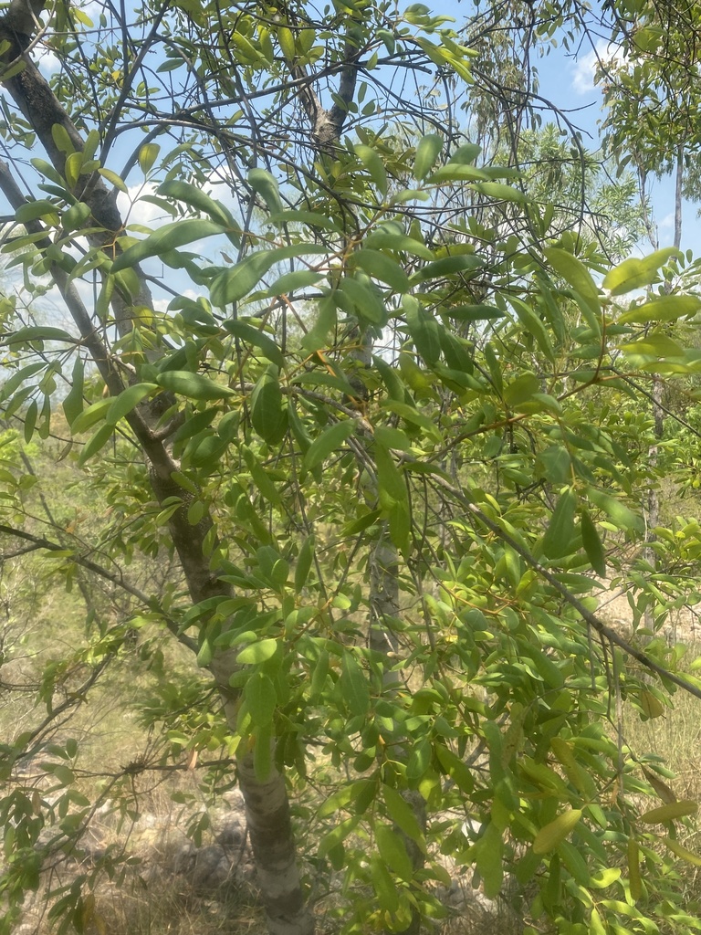 dicots from Litchfield National Park, Litchfield Park, NT, AU on ...
