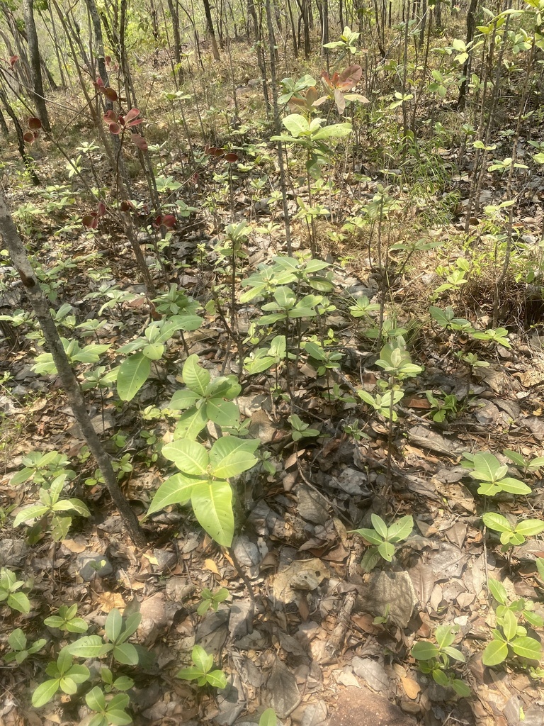 dicots from Litchfield National Park, Litchfield Park, NT, AU on ...