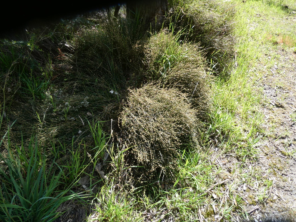 Broom Spurge from Tyabb Bushland Reserve, 1A Woods Rd, Pearcedale VIC ...