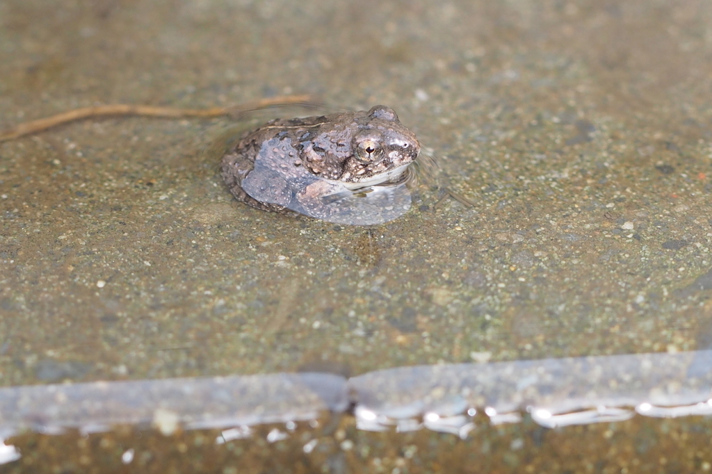 Rice field frog from Higashishiiji, Numazu, Shizuoka 410-0302, Japan on ...