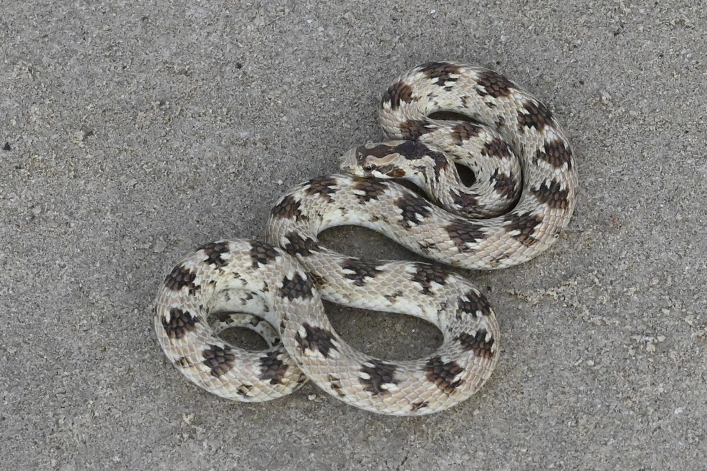 Awl-headed Snake from Sector, Dubai, Dubai, AE on October 12, 2024 at ...