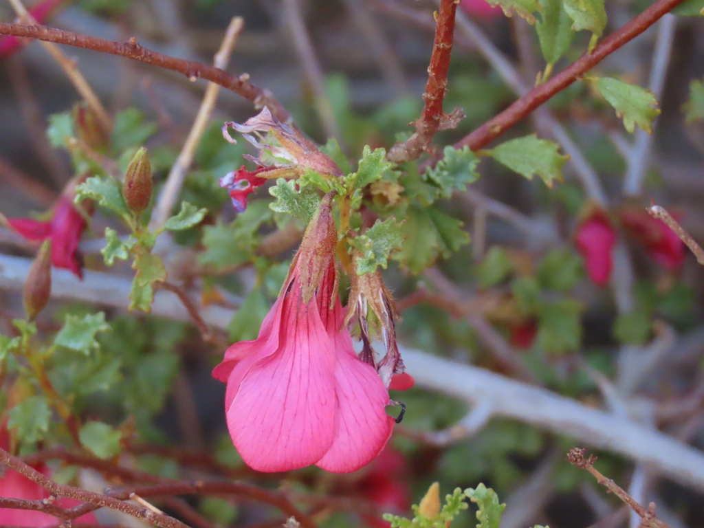 desert rose from Luderitz, !Karas, Namibia on September 15, 2024 at 08: ...