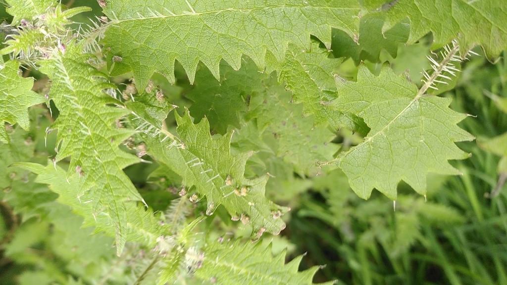 Tree Nettle from Little River 7591, New Zealand on October 11, 2024 at ...