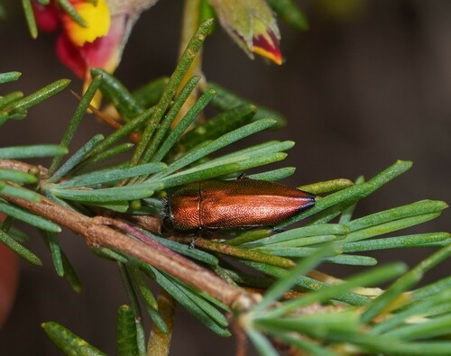 Melobasis rectipilosa · iNaturalist