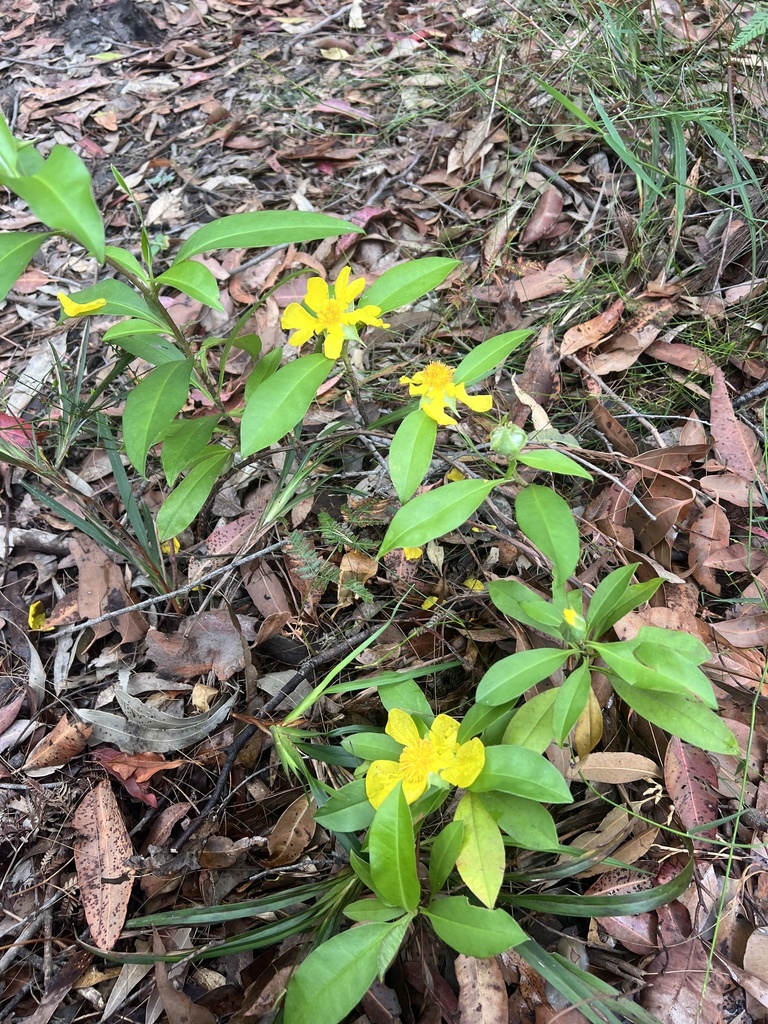 Climbing Guinea flower from Glenrock State Conservation Area, Adamstown, NSW, AU on October 12 ...