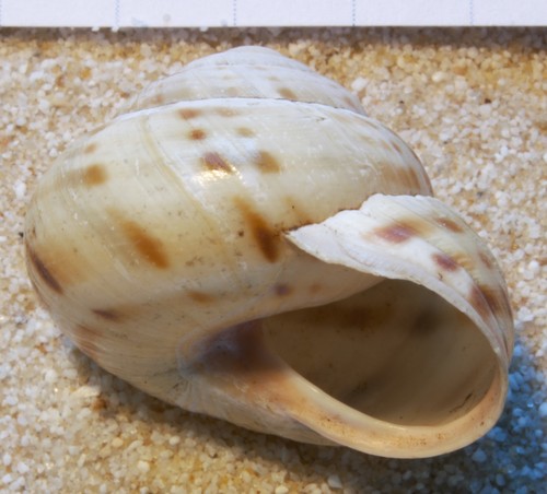 Mountain Banded Snail | Native Nature