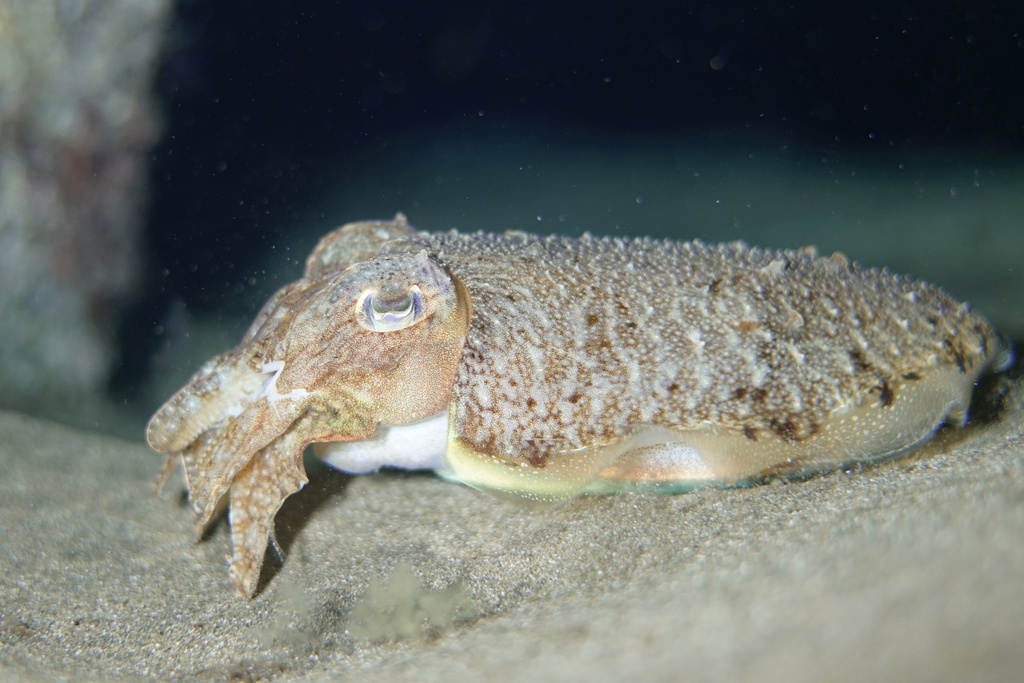European Common Cuttlefish in October 2024 by Michael Bommerer ...