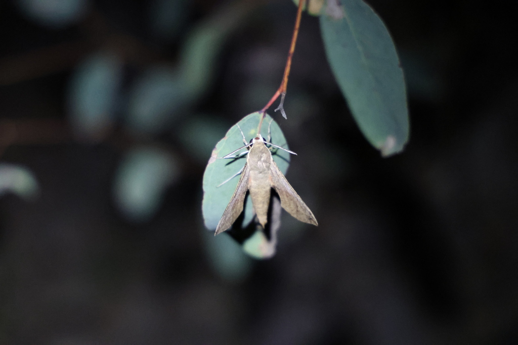 Coprosma Hawk Moth from Amiens QLD 4380, Australia on October 12, 2024 ...