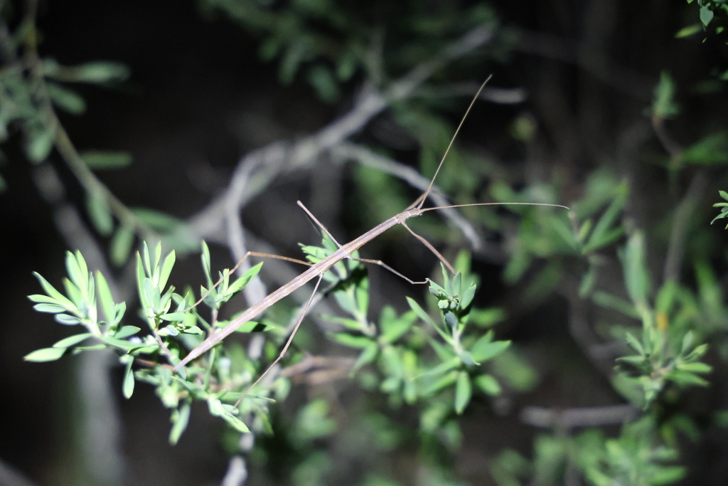 Sydney Stick Insect from Amiens QLD 4380, Australia on October 12, 2024 ...