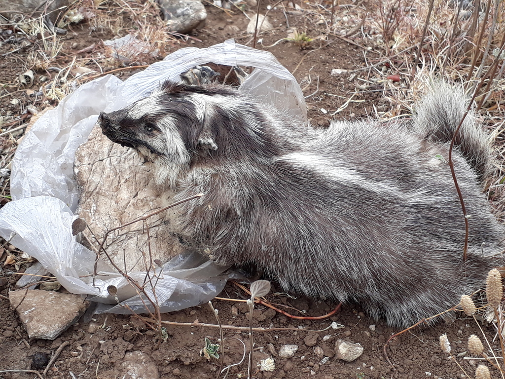 Small-toothed Ferret Badger from Shangri-La, Deqen, Yunnan, China on ...