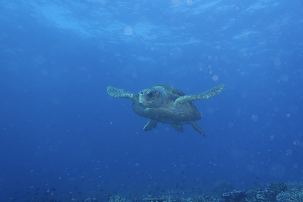 Loggerhead Sea Turtle from South Pacific Ocean, Queensland, QLD, AU on ...