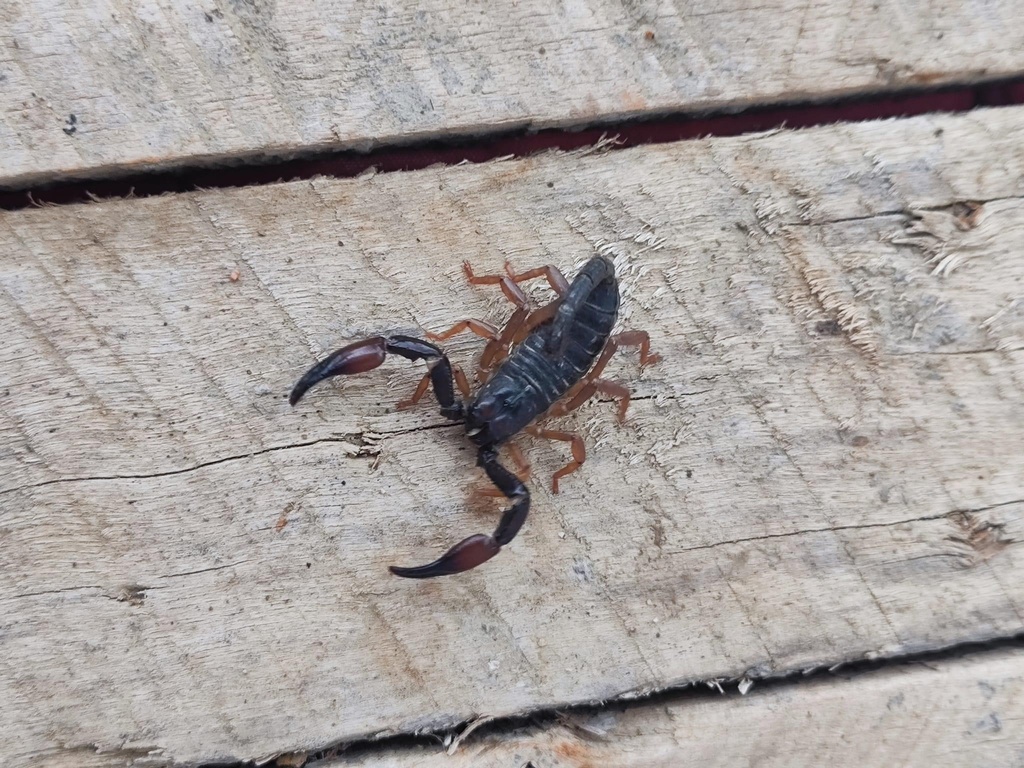 Asian forest scorpions from Magway, MM on May 30, 2024 at 08:41 AM by lordworm_cryptopsy. Posted ...