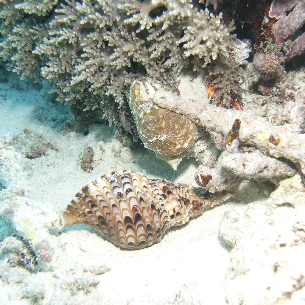 Giant Triton Snail from South Pacific Ocean, Queensland, QLD, AU on ...