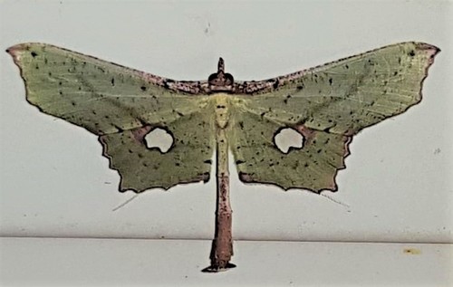 Macrotes cordovaria · iNaturalist