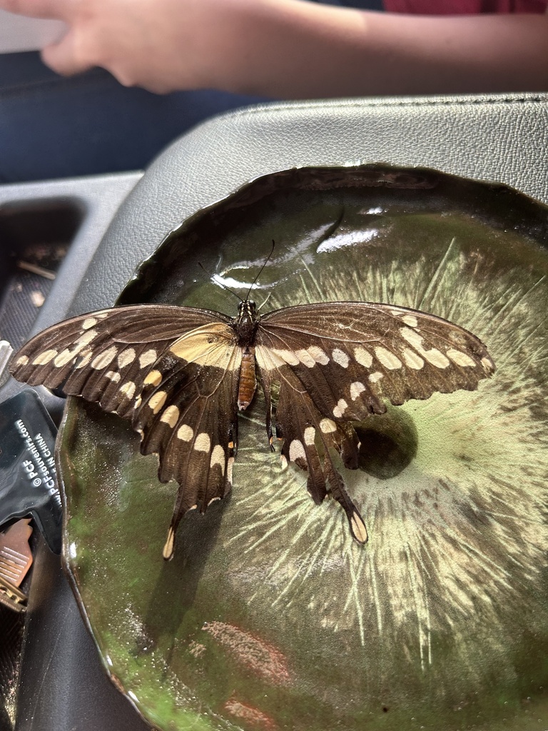 Eastern Giant Swallowtail from W Center Ave, Sebring, FL, US on ...