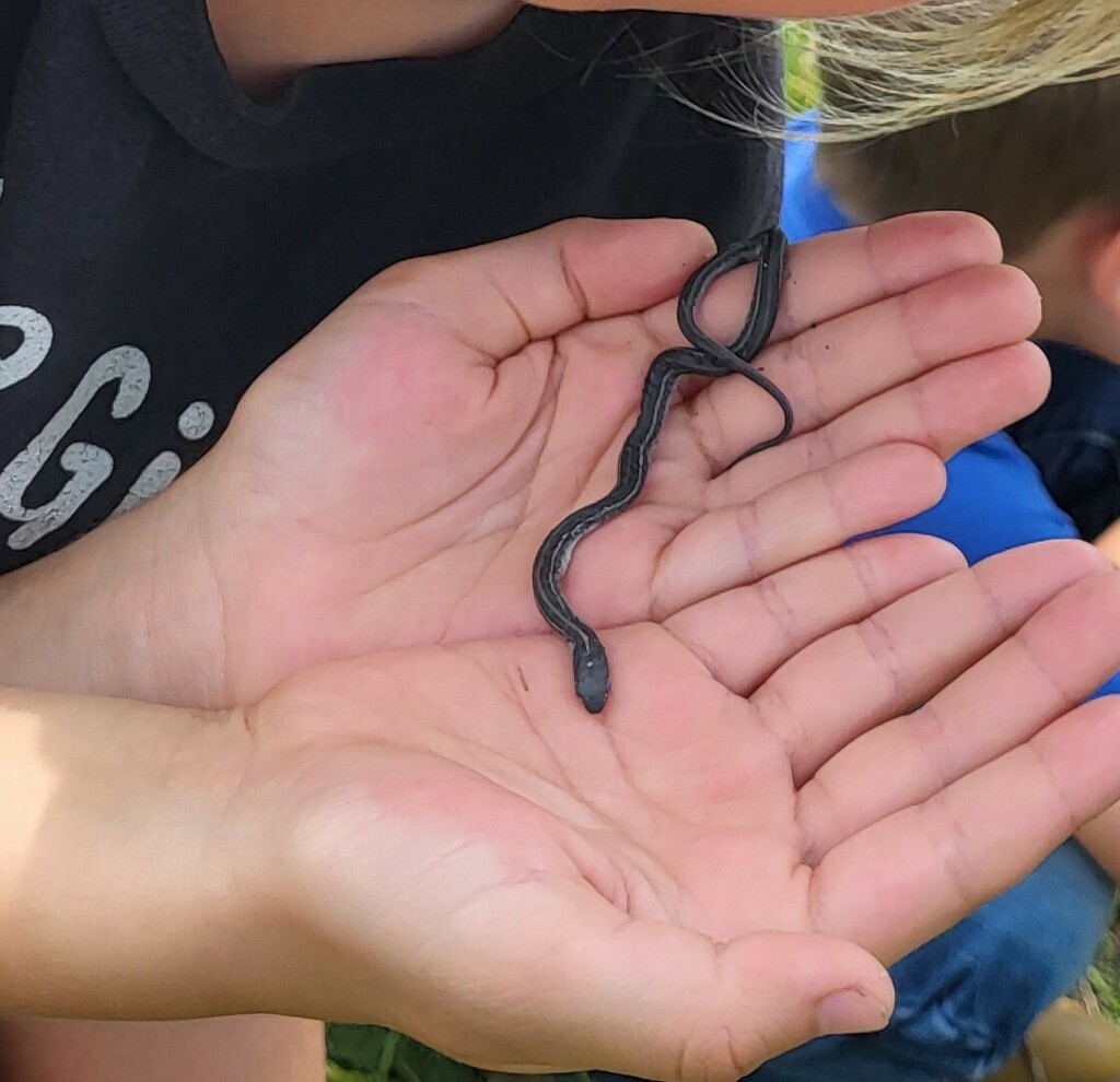 Plains Garter Snake from Chippewa County, MN, USA on July 31, 2024 by ...