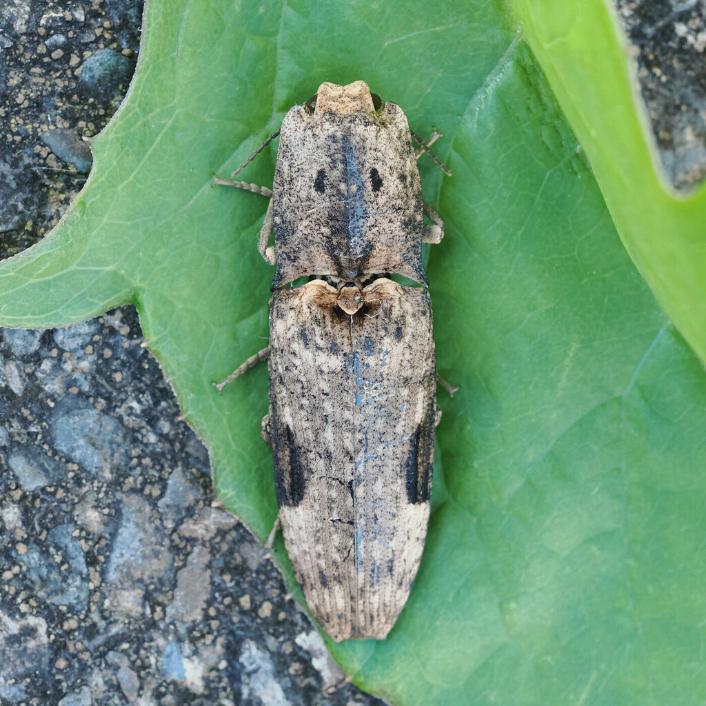 Cryptalaus larvatus from BBQ Nodekiru Park, 2-chōme-18 Bunkyōchō ...