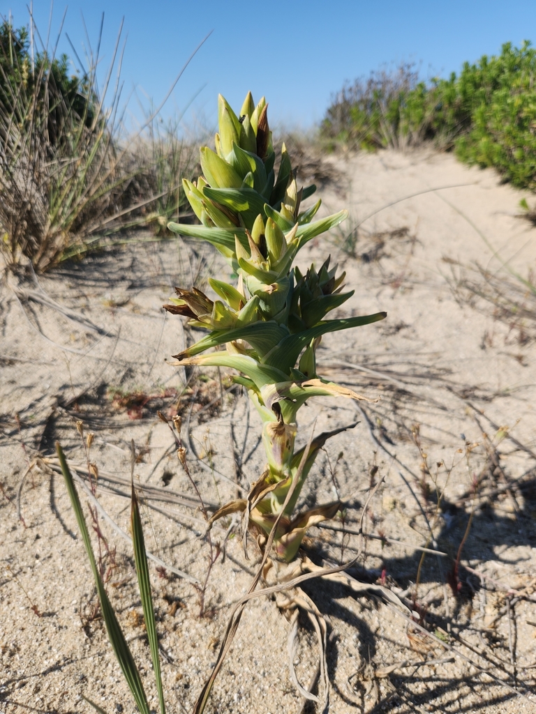 Beach Spiderlily from Noordhoek, Velddrif, 7365, South Africa on ...