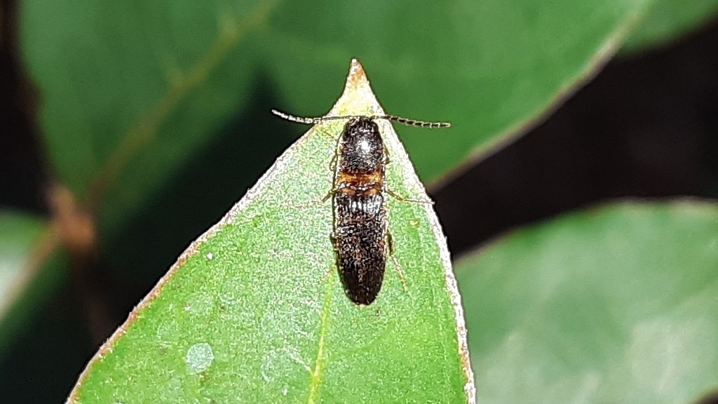 Megapenthes rufilabris from Columbia, SC 29229, USA on July 5, 2019 at ...