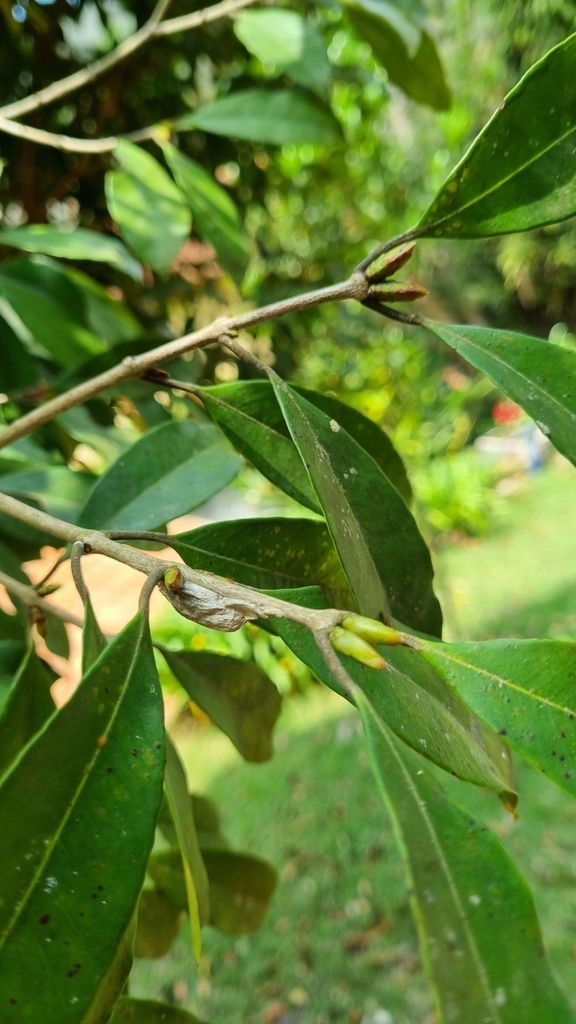 Plinia edulis from Cascata do Imbuí, Petrópolis - RJ, Brasil on October ...