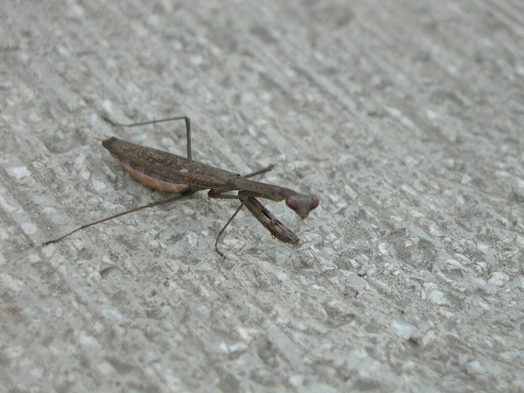 Asian Jumping Mantis from Huairou District, Beijing, China on October 8 ...