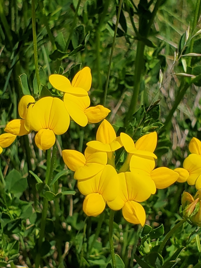 bird's-foot trefoil from Allouez Township, MI, USA on June 29, 2019 at ...