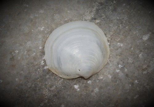 Loripes lacteus · iNaturalist