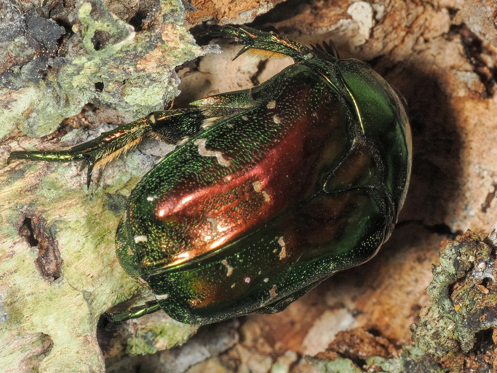 Protaetia brevitarsis from 香港船灣 on October 12, 2024 at 01:18 PM by ...