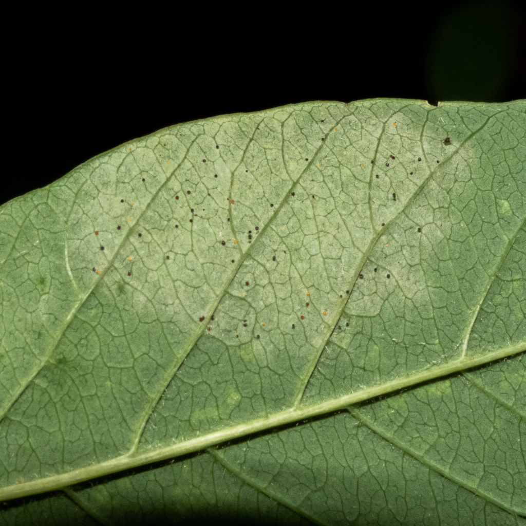 Phyllactinia pyri-serotinae from SE Lake Rd, Milwaukie, OR, US on ...