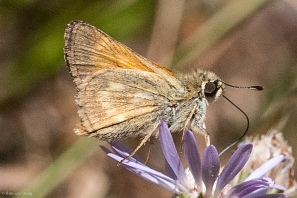 Sonoran Skipper (Denver-Boulder Metro Area: Butterflies and Moths ...