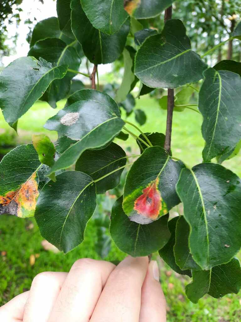 Pear Rust from gembloux on September 25, 2024 by basecqromain · iNaturalist