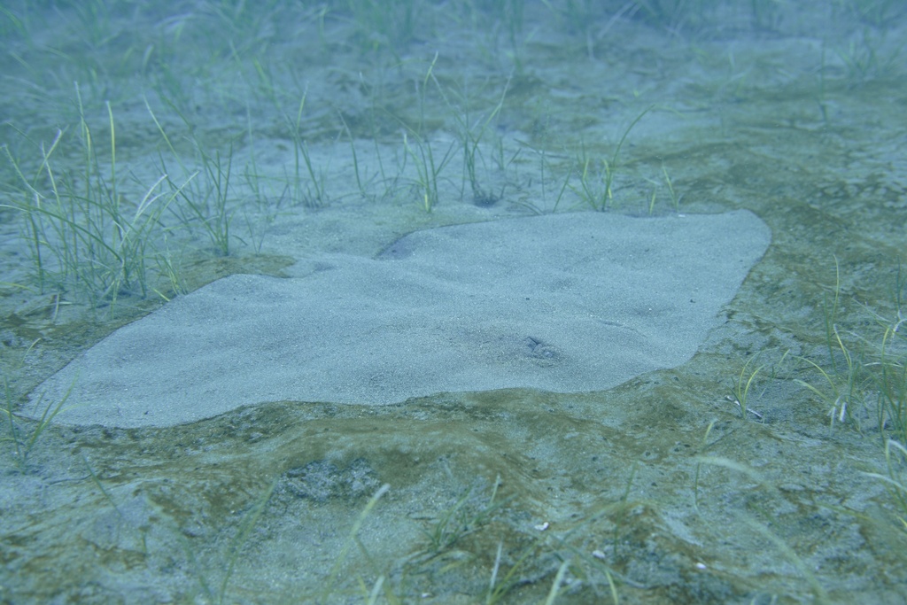 Spiny Butterfly Ray in October 2024 by Michael Bommerer · iNaturalist