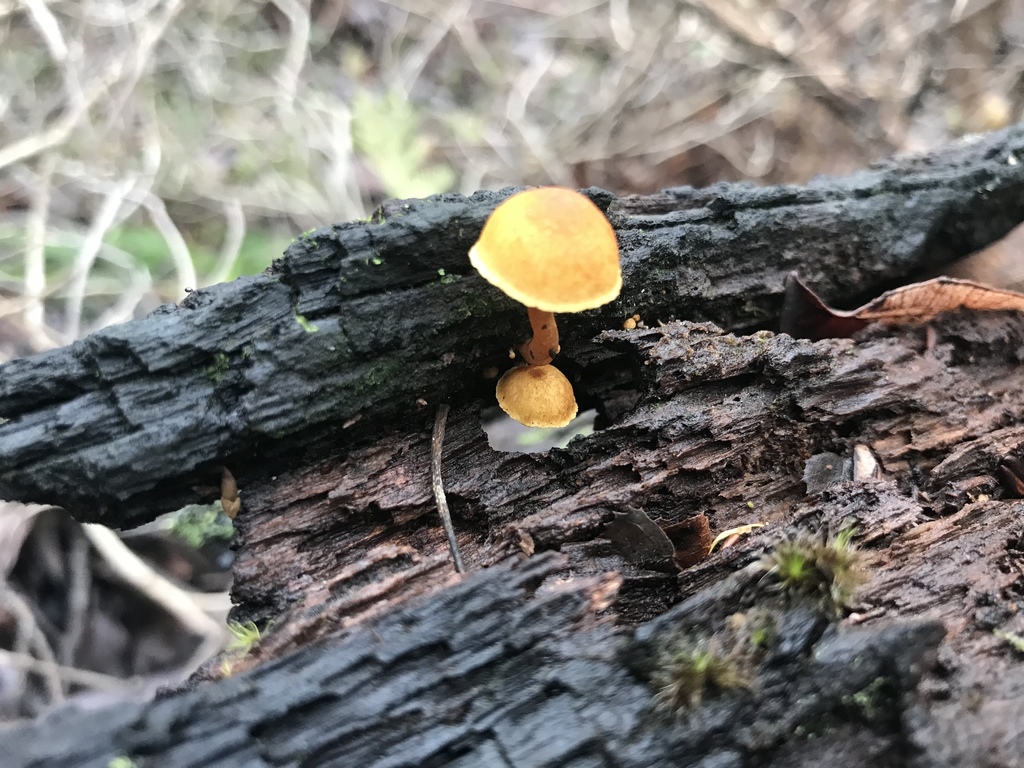 Gymnopilus eucalyptorum from Donnelly State Forest, Diamond Tree, WA ...