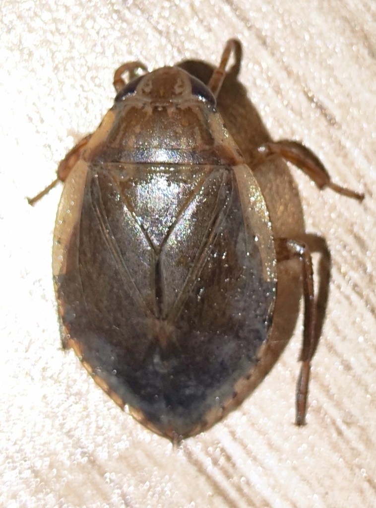 Diplonychus rusticus from Huai'an, CN-JS, CN on October 13, 2024 at 12: ...