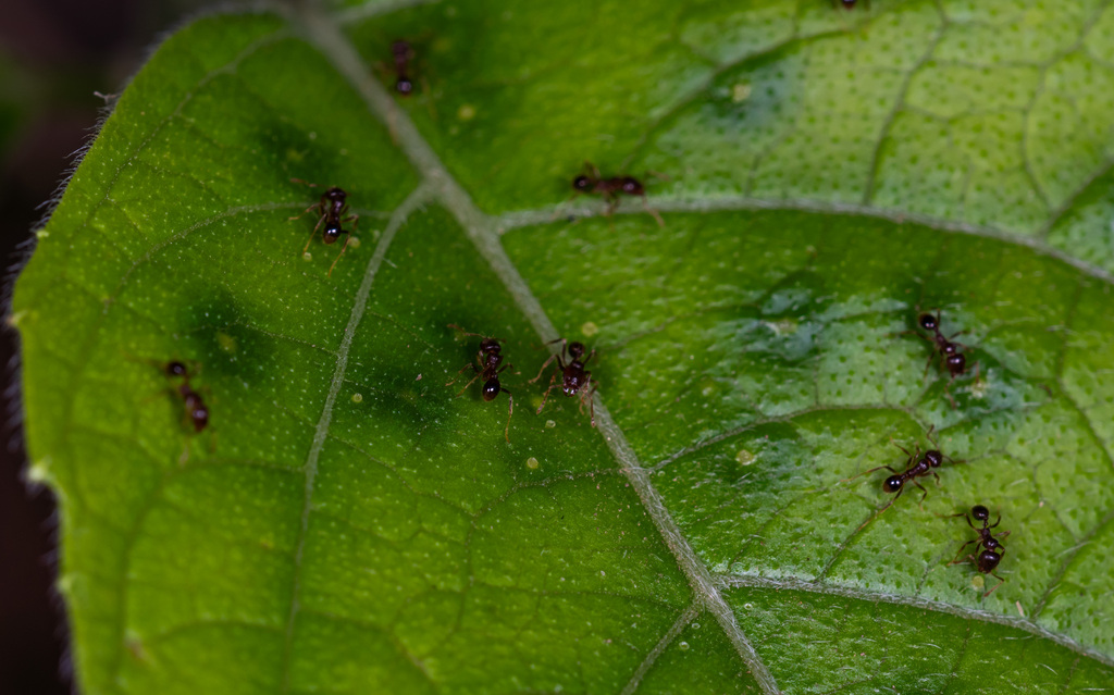 Lophomyrmex ambiguus from Garhwal Division, Uttarakhand, India on ...