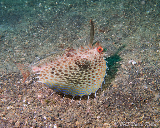 Oriental Flying Gurnard (Reef Fish of the Hawaiian Islands) · iNaturalist