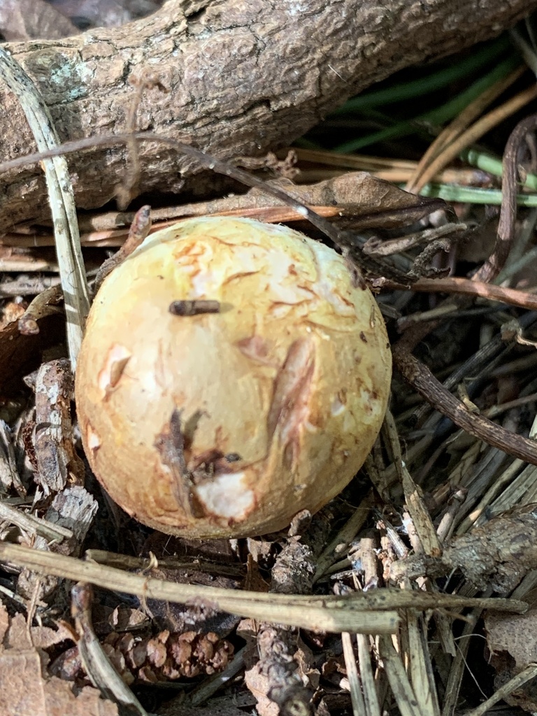 Bearded Truffle from Hoosier National Forest, Paoli, IN, US on October ...