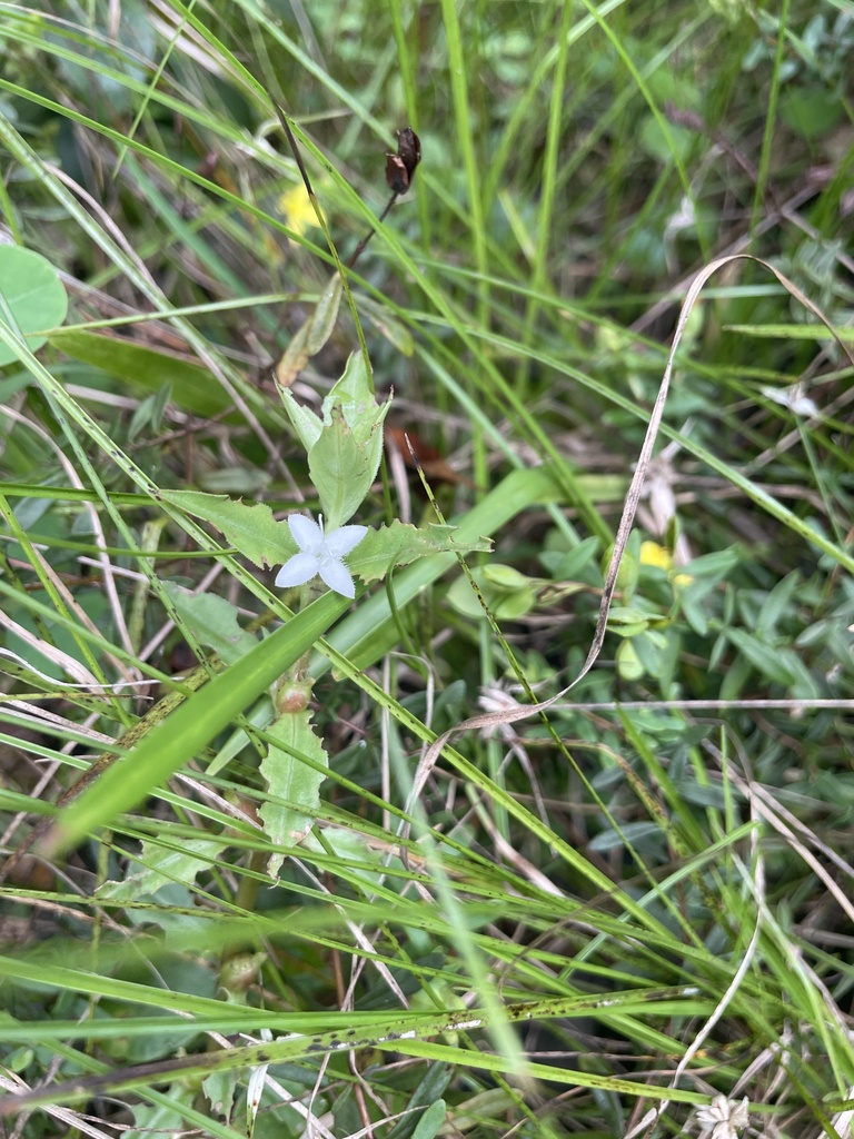 buttonweed from Coconut Creek, FL, US on October 12, 2024 at 12:31 PM ...