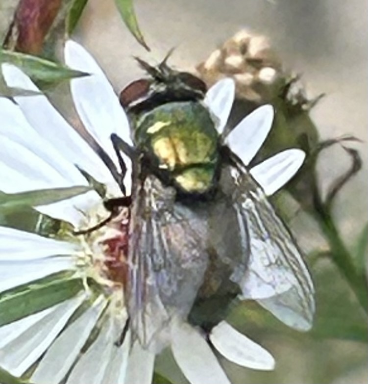 Common European Greenbottle Fly from Troy, MI, USA on October 11, 2024 ...