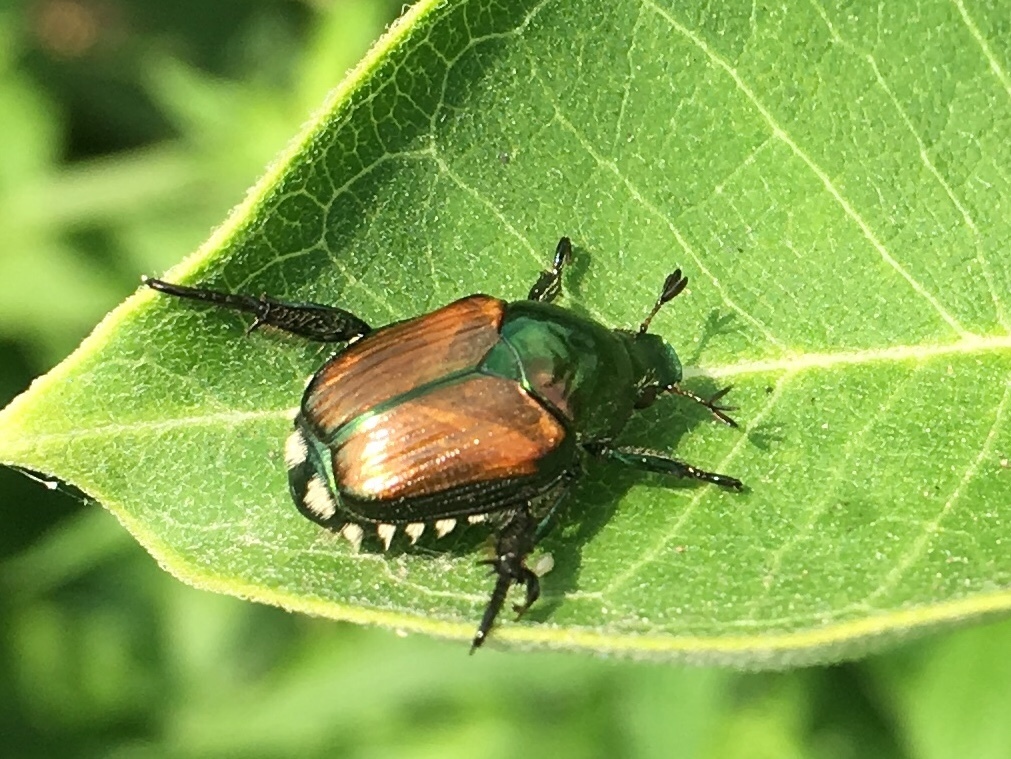 Japanese Beetle from 40 River Rd, New York, NY, US on July 6, 2019 at ...