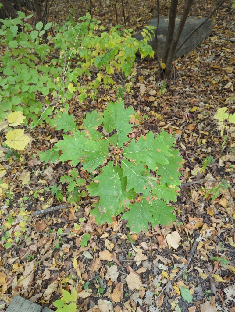 northern red oak from Waterville Township, MN, USA on October 12, 2024 ...