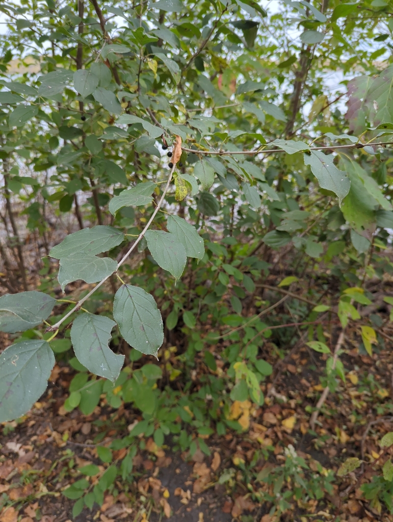 common buckthorn from Waterville Township, MN, USA on October 12, 2024 ...