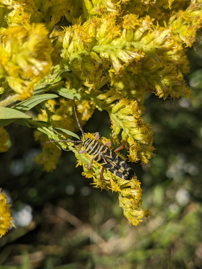 Locust Borer from German Township, OH, USA on October 9, 2024 at 12:13 ...