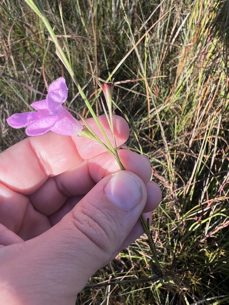 Flaxleaf False Foxglove in October 2024 by danioutside · iNaturalist
